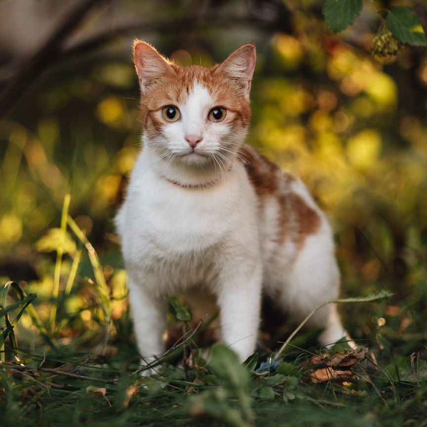 Пусть мама услышит