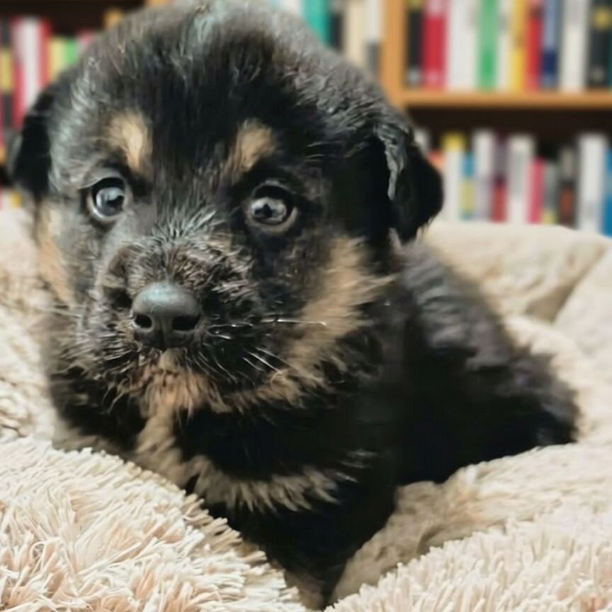 Щенок в добрые руки