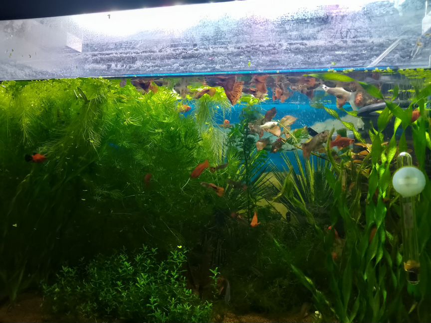 Рыбки гуппи, пецилии