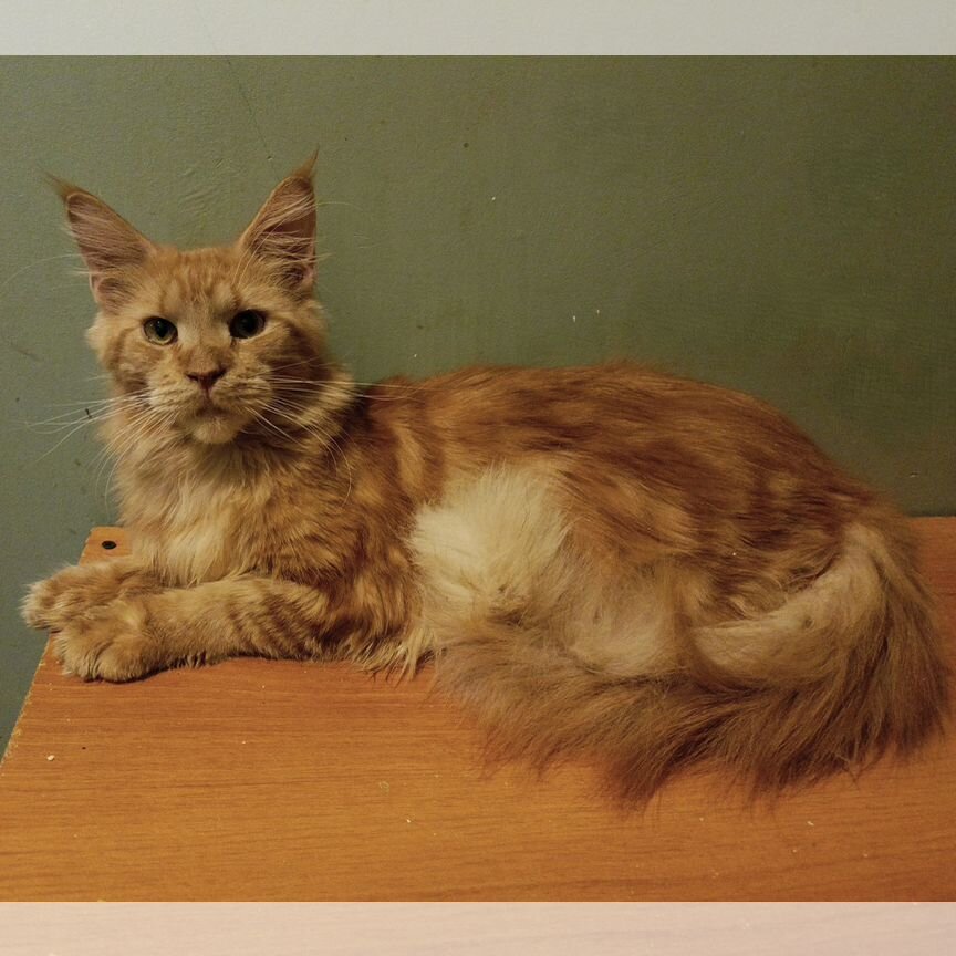 Мейн-кун мальчик американского типа