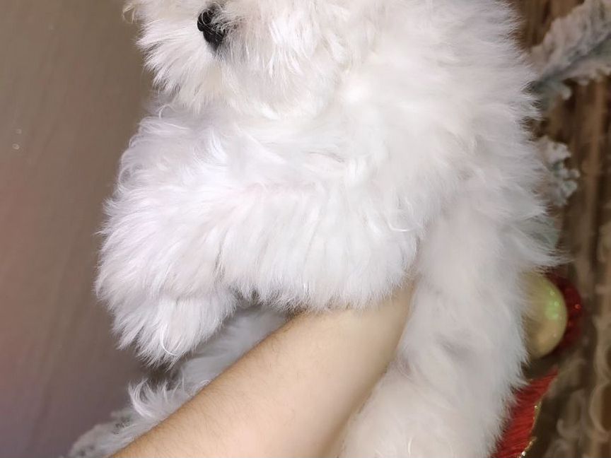 Продам щенка мальтийской болонки мальчик