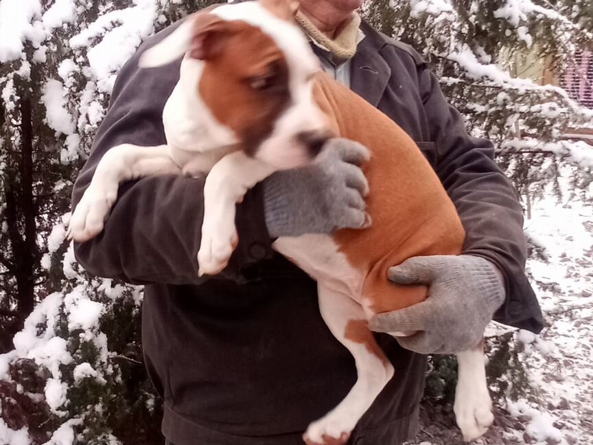 Щенки амстаффа с документами