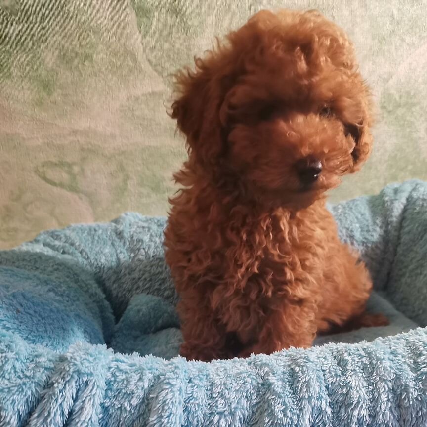 Тои мальчики и девочки