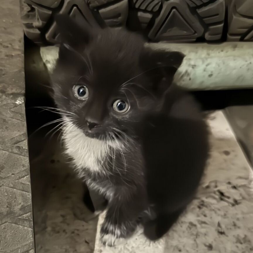 Котёнок в добрые руки