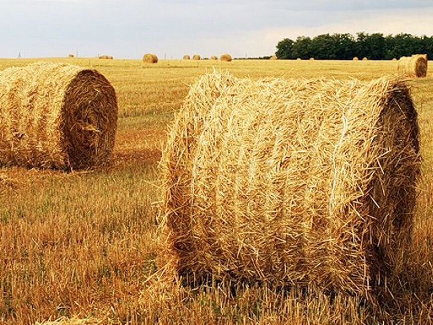 Солома пшеничная в тюках