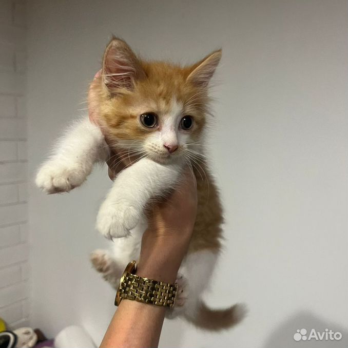 Отдаем рыжего котенка