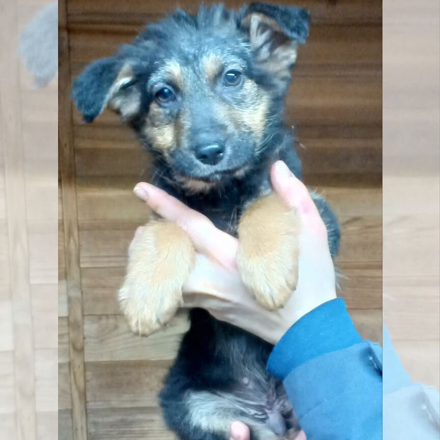 Щенок в добрые руки