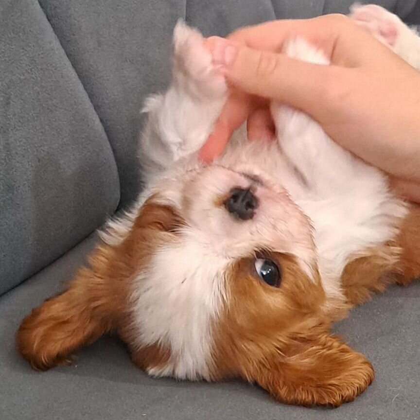 Особенный малыш кавалер кинг Чарльз спаниель