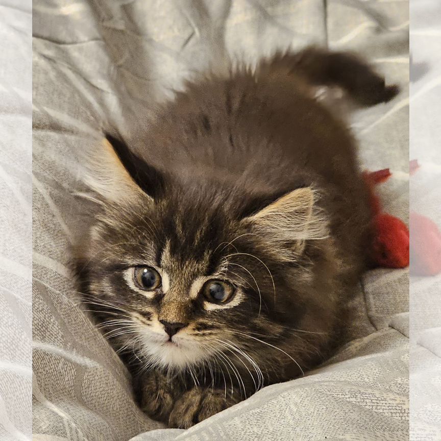 Сибирский котёнок