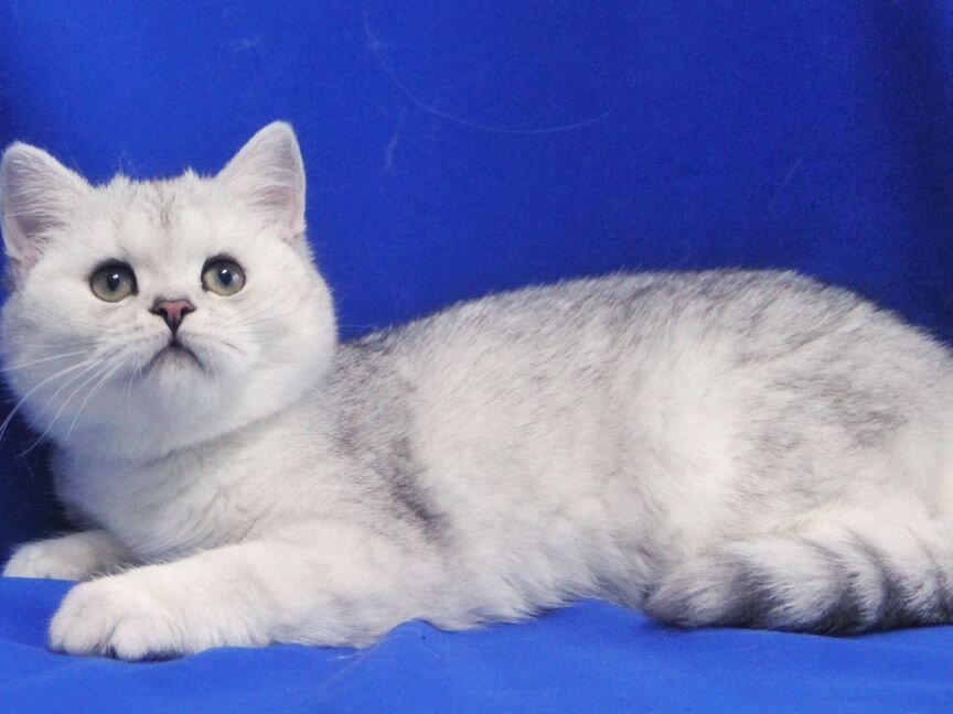 Британские котята серебристая шиншилла