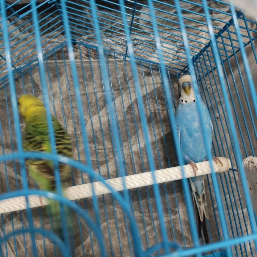 Волнистый попугай с клеткой