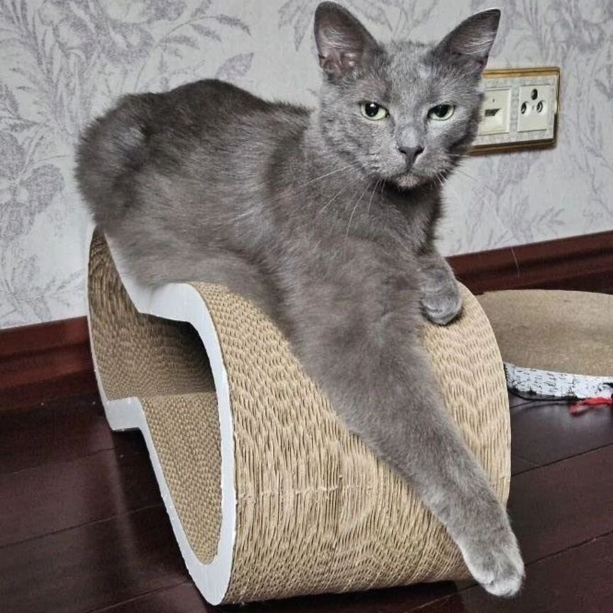 Британский короткошёрстный, взрослый кот