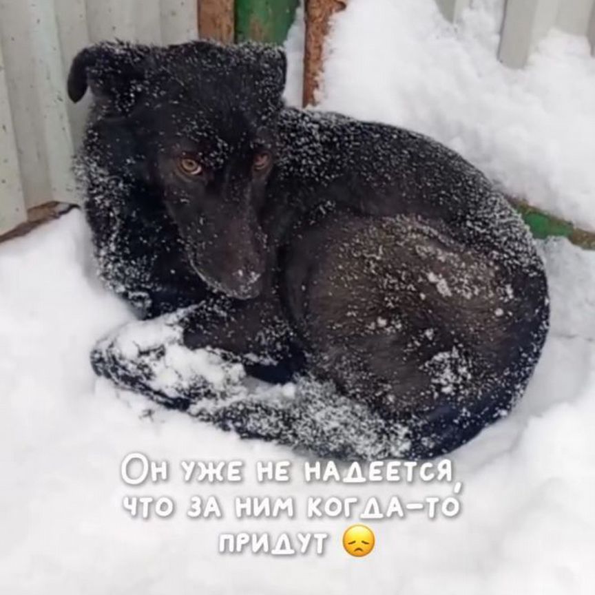 Небольшому Блэку очень плохо в приюте. Мама,заметь
