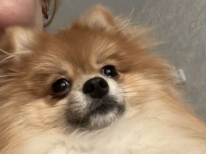 Померанский шпиц мини мальчик