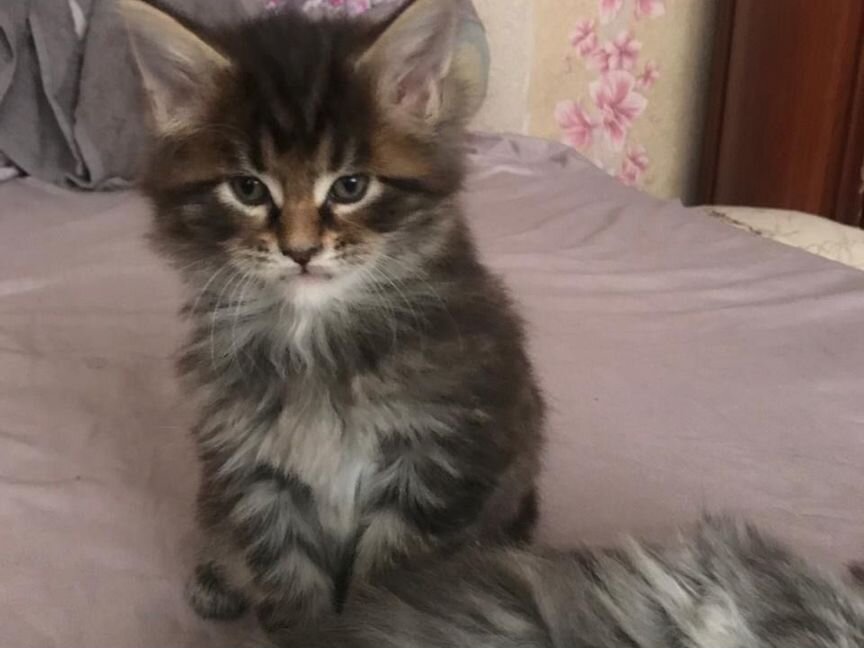 Котята мейн-кун