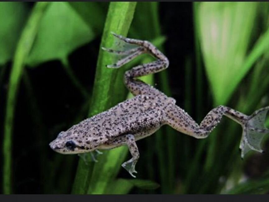 Аквариумные лягушки