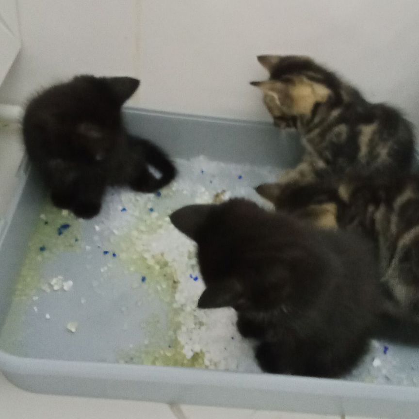 Отдам котят в добрые