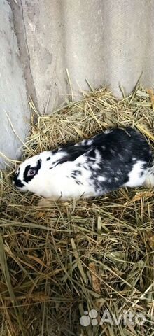 Кролик самец