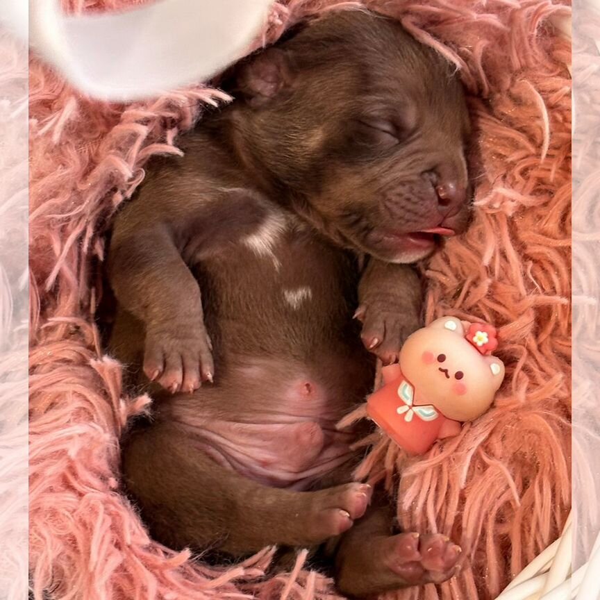 Американский булли, щенок