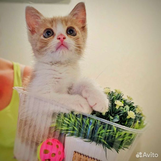 Кроха ждёт маму. Котёнок мальчик, 1,5 мес