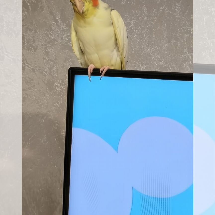 Попугай корелла с клеткой