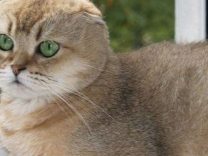 Шотландская