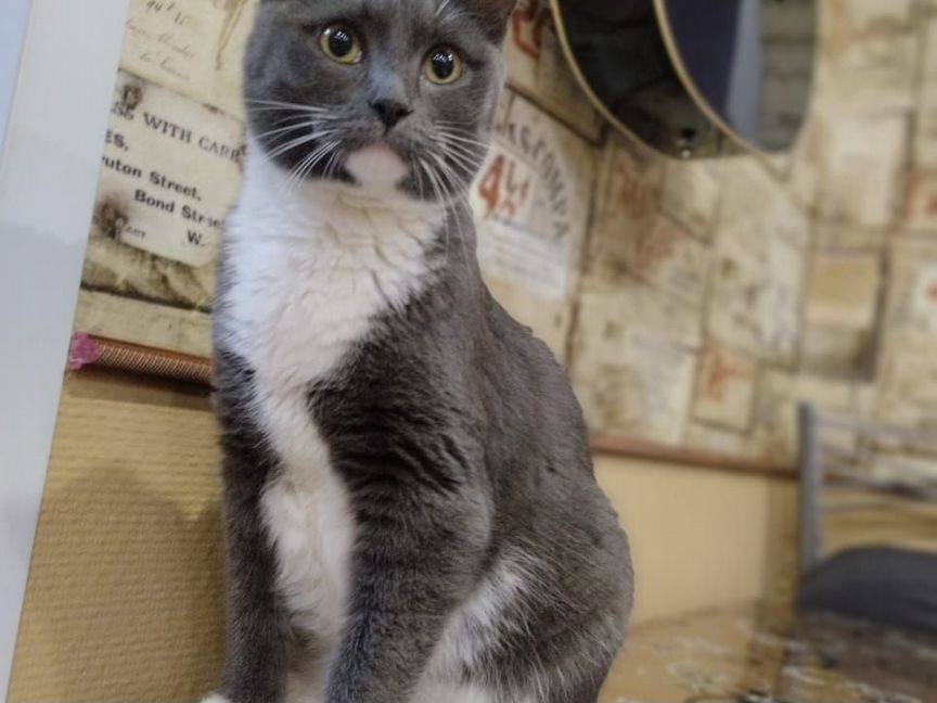 Котик Томми