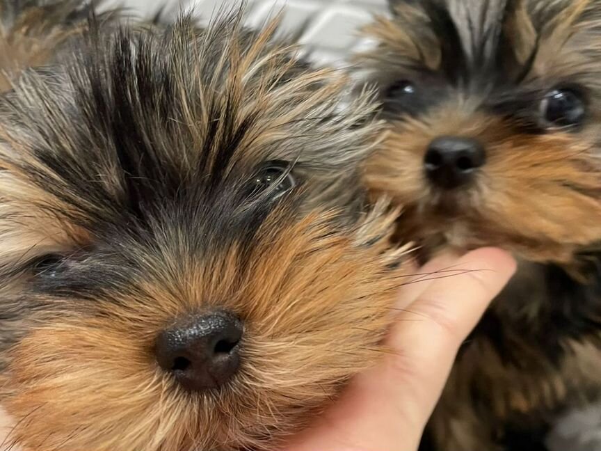 Йоркширский терьер мини курносые детки