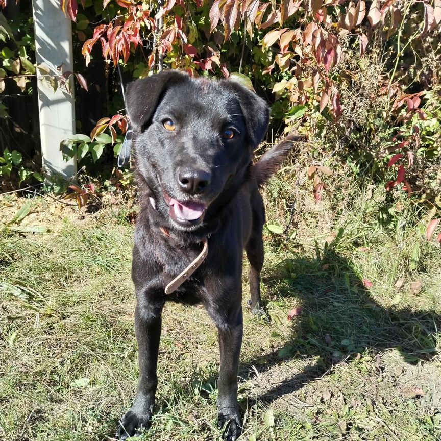 Собака в добрые руки