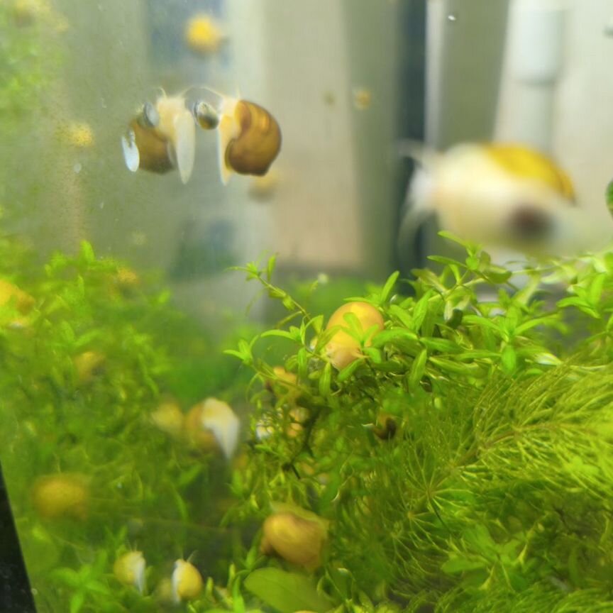 Улитки ампулярии