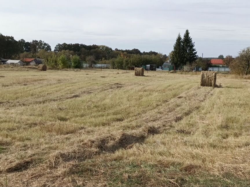 Сено луговое и экспорцета