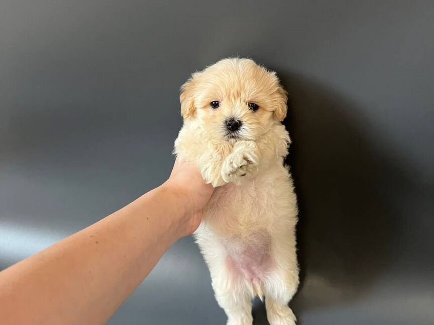 Мальтипу Ф1 девочка