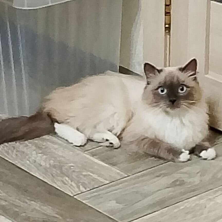 Кошка невская маскарадная