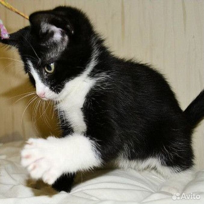 Котята маркизы