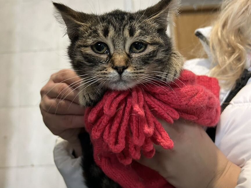 Котенок Барсик из приюта