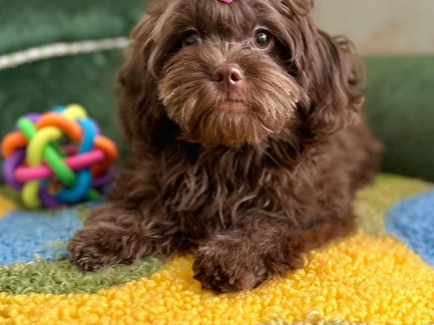 Шоколадные мальтипу