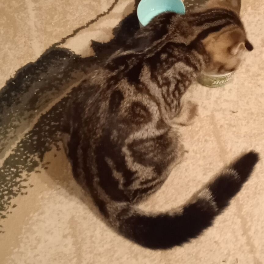 Бенгальская кошка в добрые руки