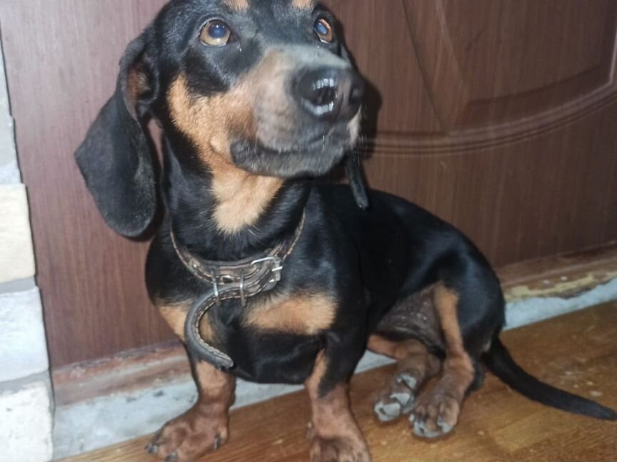 Найдена собака такса