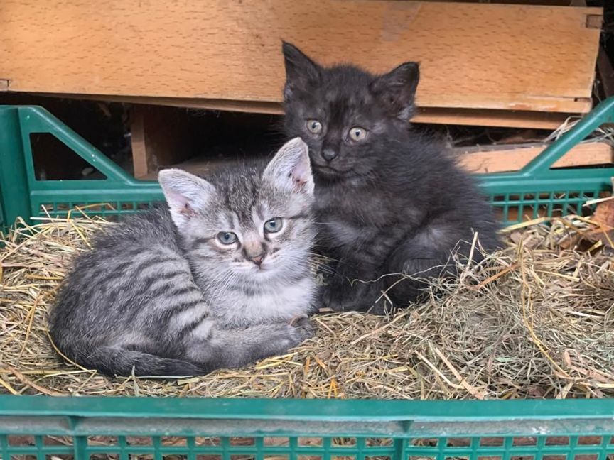 Кошка