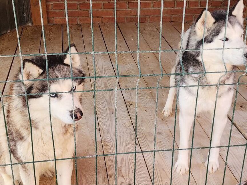 Хаски в добрые руки отдам бесплатно