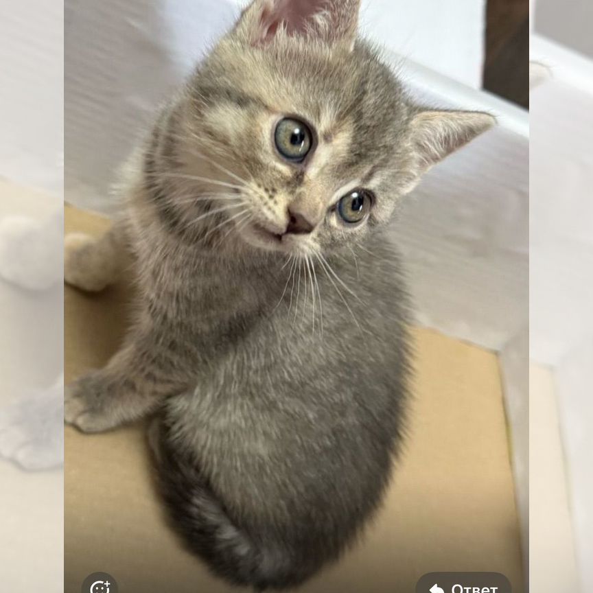 Отдам в добрые руки кошку