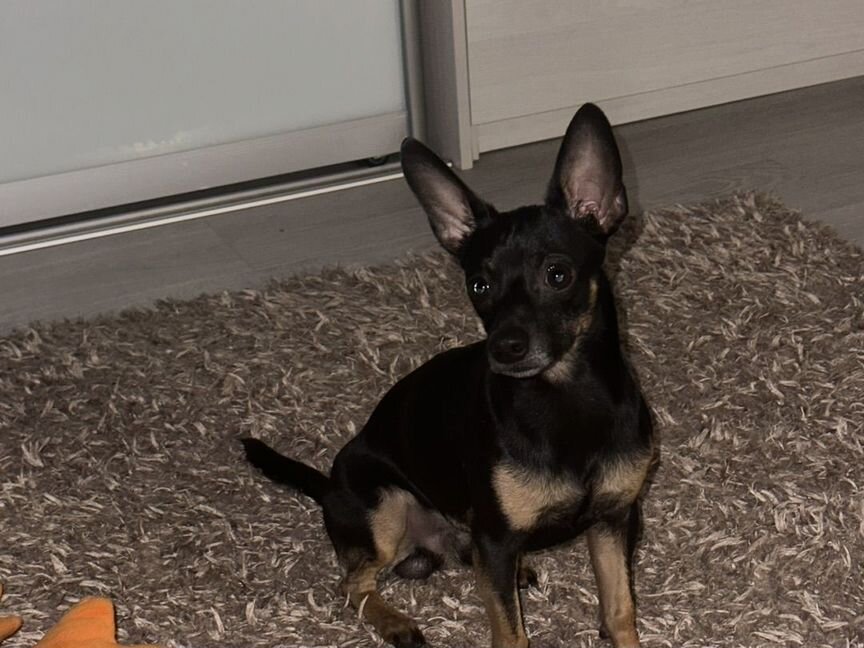 Вязка той-терьер