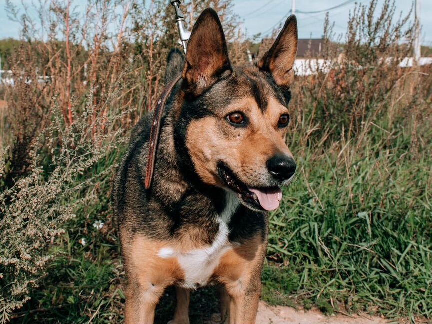 Собака в добрые руки