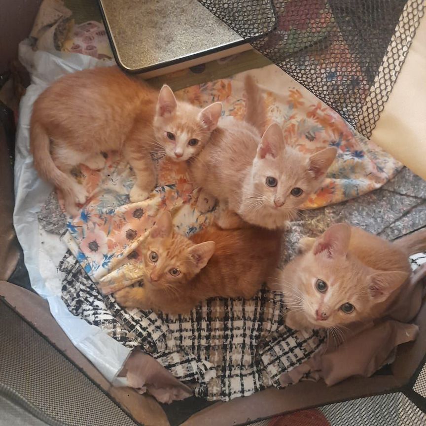 Рыжики ищут дом