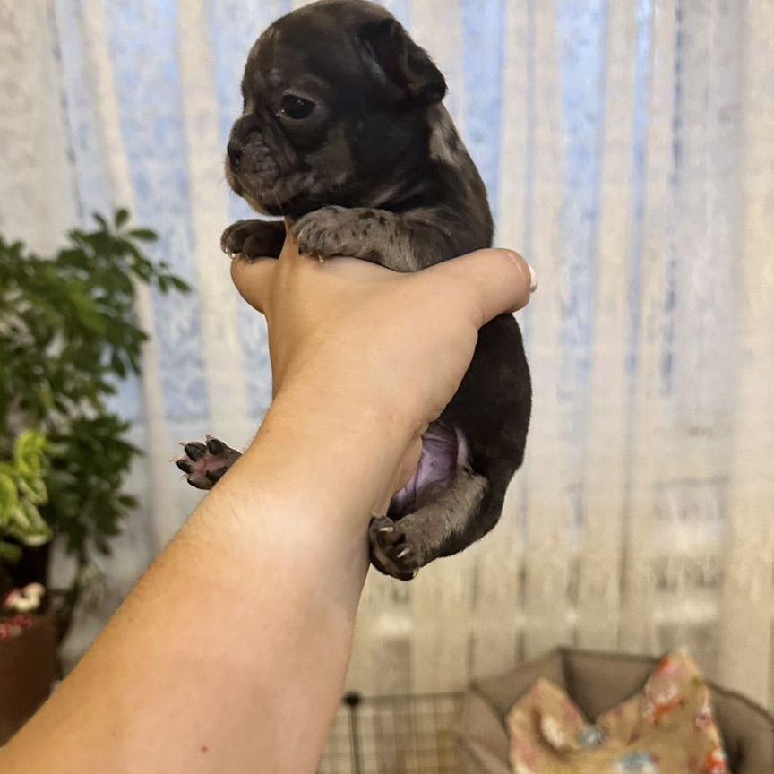 Французский бульдог