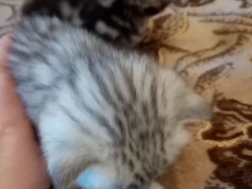 Британские котята