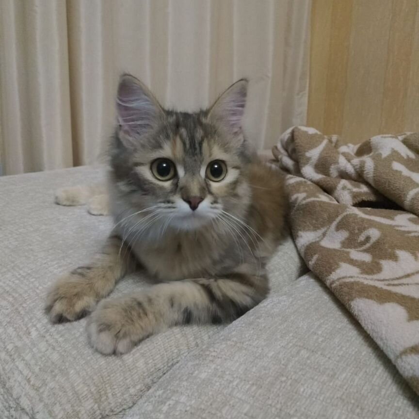 Котенок в добрые руки