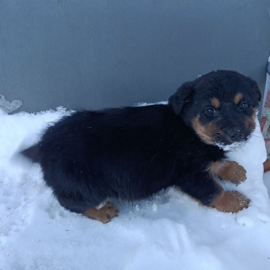 Немецкая овчарка, щенок