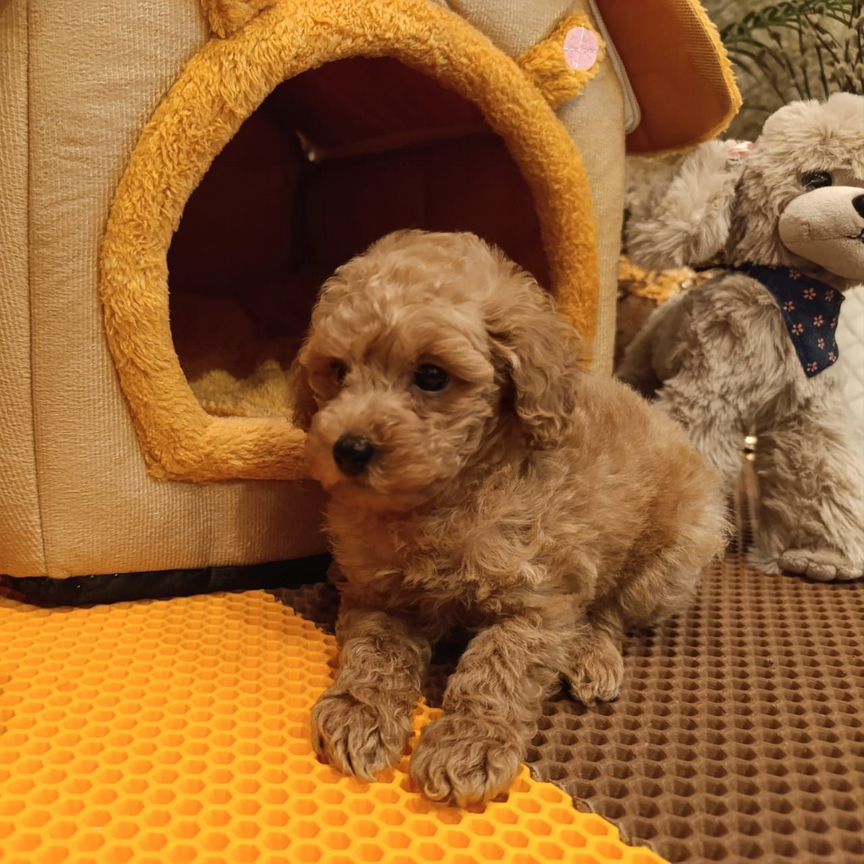 Сладкая девочка Мирабэль, той-пудель щенки