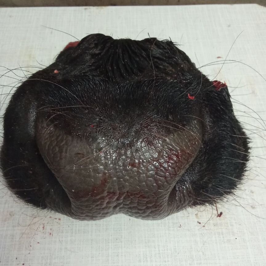 Обрезь говяжья с головы для собак